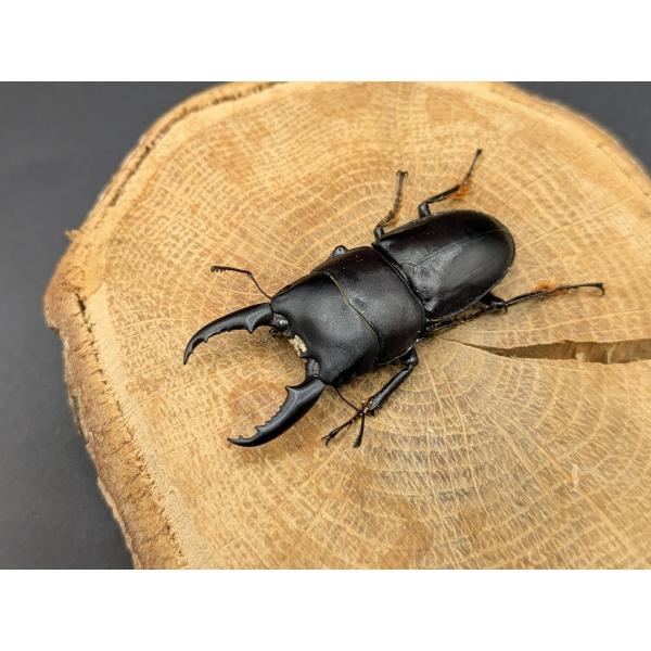 WDインターメディウスヒラタ　♂44ｍｍ♀22ｍｍアルファック　産♂WD R8年2月入荷　♀WD　R8年2月入荷