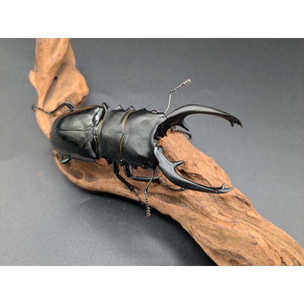 WDインターメディアツヤ　♂96ｍｍ♀49ｍｍネグロス島　Mｔ.カイラオン 産♂WD R8年1月入荷　♀WD　R8年1月入荷※♀右アゴ欠けあり