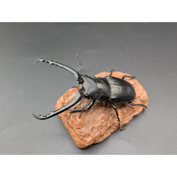 ギラファノコギリ　ケイスケ　♂82ｍｍ♀フリーフローレス　産♂CBF1 R7年12月羽化　♀CBF1　R7年12月羽化　