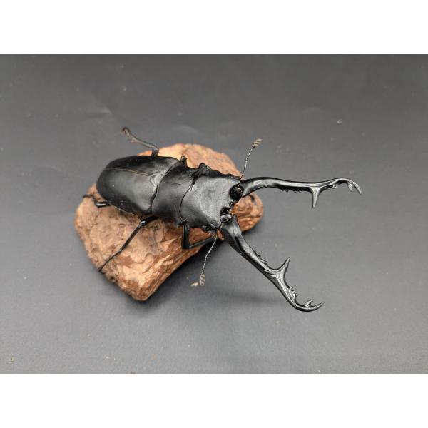 ギラファノコギリ　ケイスケ　♂105ｍｍ♀41ｍｍフローレス　産♂CBF1 R7年1月ハッチ　♀CBF1　R7年12月羽化　(♂♀別血統)