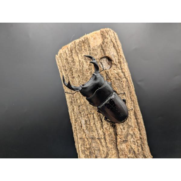 WDクルビデンスオオクワガタ　♂67ｍｍ♀38ｍｍペアラオス　シェンクワン　産♂ R7年6月入荷　♀R7年6月入荷　　