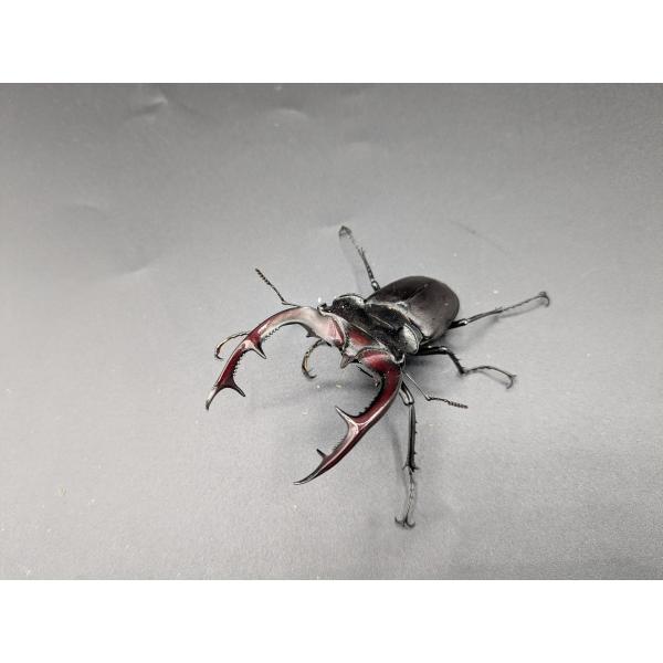 アクベシアヌスミヤマ　♂83ｍｍ♀50ｍｍ♂CBF1　R7年11月羽化　♀CBF1　R7年9月羽化5-7度で休眠中です