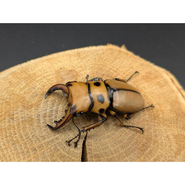 メリーメンガタ　♂43ｍｍ♀27ｍｍ♂CBF2　R7年11月羽化　♀CBF2　R7年11月羽化カメルーン　産