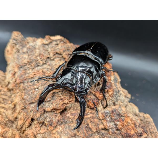 レギウスオオツヤ　♂80ｍｍ♀50ｍｍカメルーン　産♂CBF1 R8年2月羽化　♀CBF1　R8年3月羽化