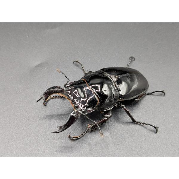 レギウスオオツヤクワガタ　♂73ｍｍ♀47ｍｍカメルーン　産♂CBF1 R7年12月羽化　♀CBF1　R7年12月羽化