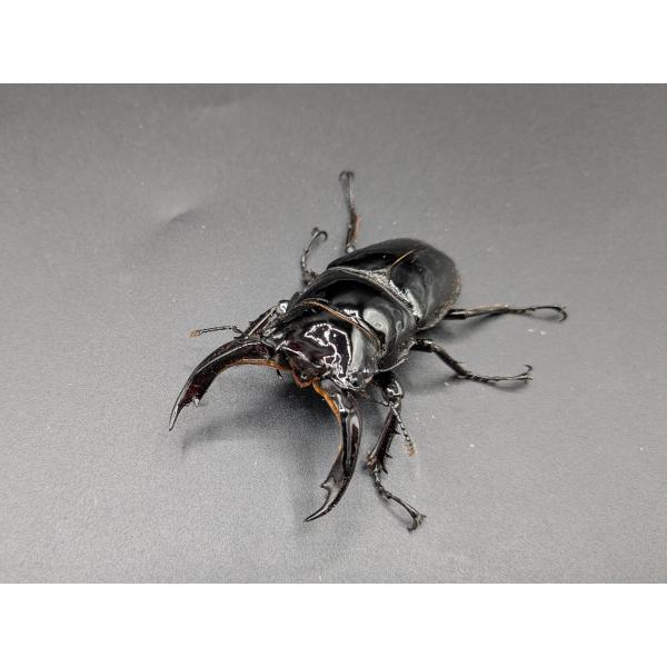 レギウスオオツヤクワガタ　♂72ｍｍ♀47ｍｍカメルーン　産♂CBF1 R7年12月羽化　♀CBF1　R7年12月羽化