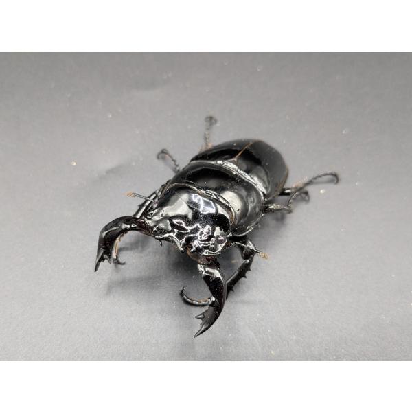 タランドゥスオオツヤ　♂75ｍｍ♀47ｍｍコンゴ　産♂CBF1 R7年12月羽化　♀CBF1　R7年12月羽化