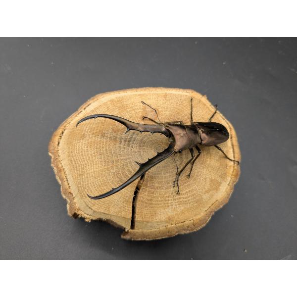 WDメタリフェルホソアカ　♂82ｍｍ♀25ｍｍペレン 産♂WD R8年2月入荷　♀WD　R8年2月入荷