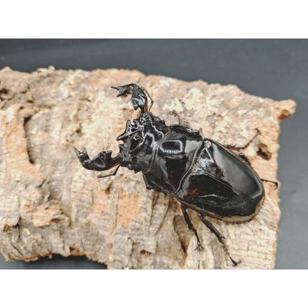 タランドゥスオオツヤ　♂89ｍｍ♀54ｍｍ (♂♀同血統)コンゴ産♂CBF1　R8年5月羽化　♀CBF1　R8年4月羽化種親89ｍｍ×54ｍｍ