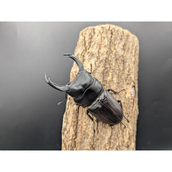 ミンダナオパリーオオクワ　♂73ｍｍ♀48ｍｍコンポステラバレー　産♂WF1　R7年5月羽化　♀WF1　R7年5月ハッチ　