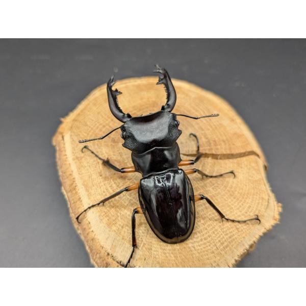 WDインぺリアリスツヤクワガタ　♂65ｍｍ♀44ｍｍパラワン島　Mt.Trus.marias 産♂WD R8年2月入荷　♀WD　R8年2月入荷