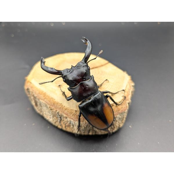 WDセアカフタマタ　♂69ｍｍ♀37ｍｍスマトラ島　ジャンビ 産♂WD R7年12月入荷　♀WD　R7年12月入荷