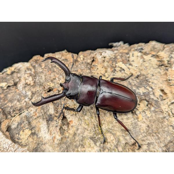 ペロッティシカクワガタ　♂64ｍｍ♀35ｍｍベトナム　ダラット　産♂CBF6 R7年7月羽化　CBF6　R7年6月羽化