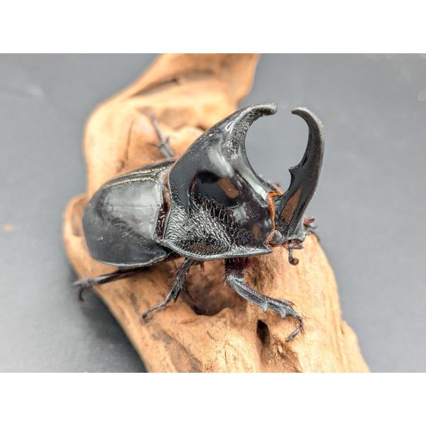 WDオオツノメンガタカブト　♂65ｍｍ♀45ｍｍキャメロンハイランド　 産♂WD R8年2月入荷　♀WD　R8年2月入荷※♂前足若干ツメ欠けあります。写真をご確認ください。