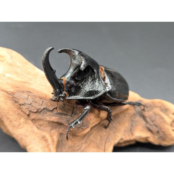 WDオオツノメンガタカブト　♂70ｍｍ♀50ｍｍキャメロンハイランド　 産♂WD R8年2月入荷　♀WD　R8年2月入荷※♂前足若干ツメ欠けあります。写真をご確認ください。