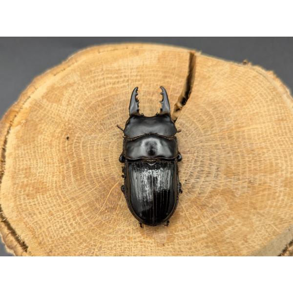 ウッドフォードネブト　♂40ｍｍ♂33ｍｍ♀21ｍｍトリオソロモン諸島　ラノンガ島　産♂CBF1 R7年12月羽化　♀CBF1　R7年12月羽化