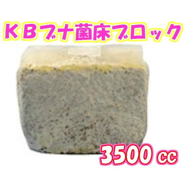 【発売日：2018年03月02日】ブナ生オガ微粒子１００％使用。添加剤はＡＧと同じものを使用しています。水分量は仕込み時５０％前後。やさしい仕上がりで微粒子好きの方にお勧めです！※微粒子なので大きい容器で硬く詰めると酸欠で菌がうまく回らない...