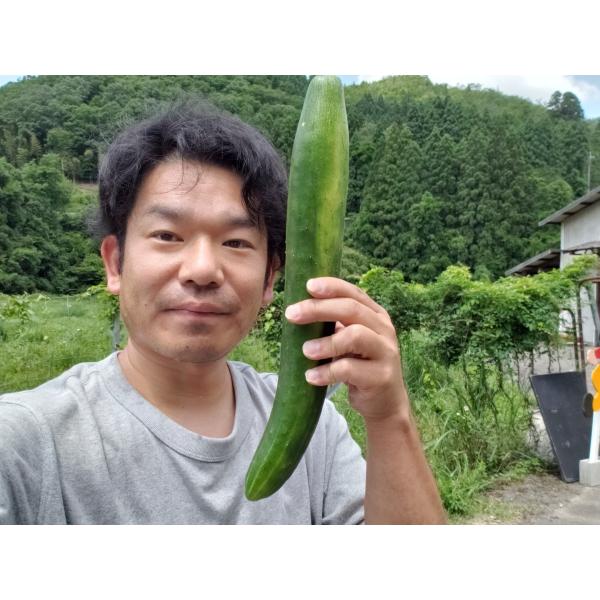 京都府南丹市美山町産　80サイズの箱にたくさんお野菜詰めます！６月〜９月はクール便にて出荷いたします。夏野菜が美味しくできました！南丹市美山町の綺麗な水と広い空の下でできた野菜です。