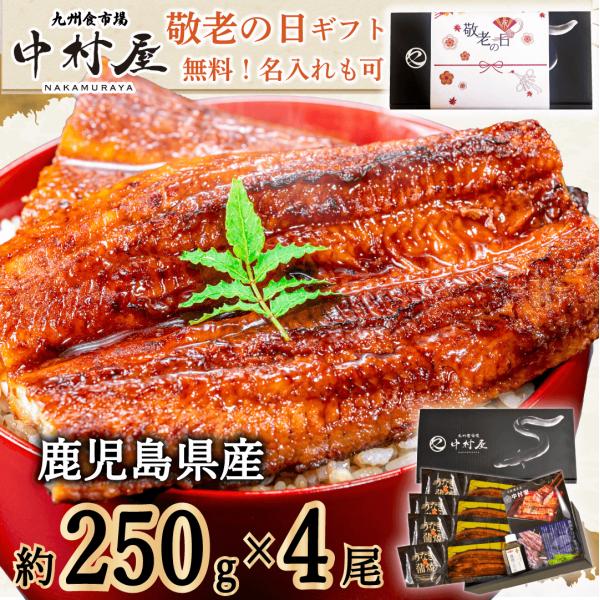 【発売日：2024年12月05日】商品情報：うなぎ 蒲焼き 国産 鹿児島県産 鰻 ウナギ 蒲焼 かば焼き 鰻の蒲焼 うなぎ蒲焼き 送料無料 化粧箱 グルメ 特大小倉南、松中醤油との共同開発のオリジナル蒲焼のタレタレのベースは「麹造りに3日、...