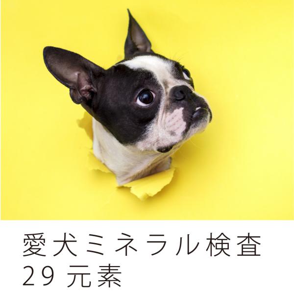 大切な家族のために、愛犬ミネラル検査を受けませんか。人の毛髪やワンちゃんの被毛は、変質も起こりにくく、ミネラルや有害金属を取り込みながら伸長するため長期的な情報を得ることが出来ます。 体内にたまった重金属とミネラルバランスを数値化し、ワンち...