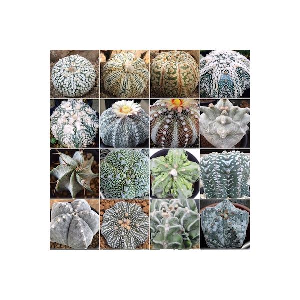 ■仕入先:南アフリカ・イギリス・フランス　ドイツ  　種子10粒こちらはAstrophytumのmix種子になります可愛い多肉植物を種から育ててみませんか?　小さな種から小さな芽がでてくるのを見ると感動しますよ^^多肉植物に共通の種子の蒔き...