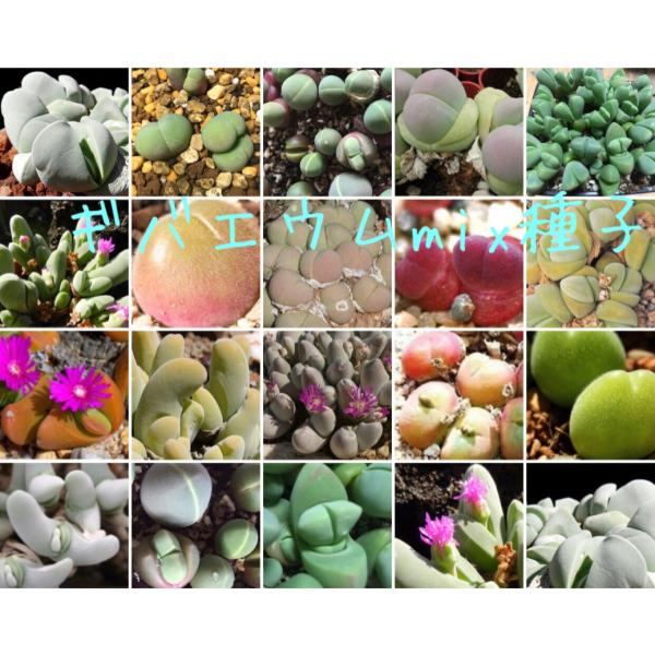 ■仕入先:南アフリカ・　ドイツ  　種子10粒一般的にメセンと総称される中にギバエウム属があります。ころころと可愛い形のものが多いですが、とてもたくさんの種類があります。こちらはmix種子になりますのでどんなお顔の子が出てくるか楽しみに育て...