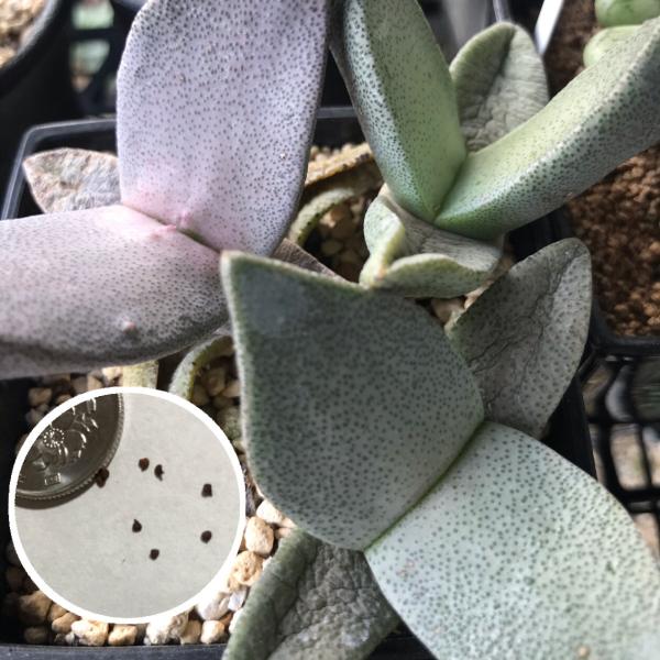 ■仕入先:南アフリカ　ドイツ  　種子10粒プレイオスピロス　シムランス　種10粒　Pleiospilos simulans　メセンメセンの王様、帝玉の仲間です。　育ててみませんか?育て方を知れば、さほど難しくはありません。一般的な種まき方...