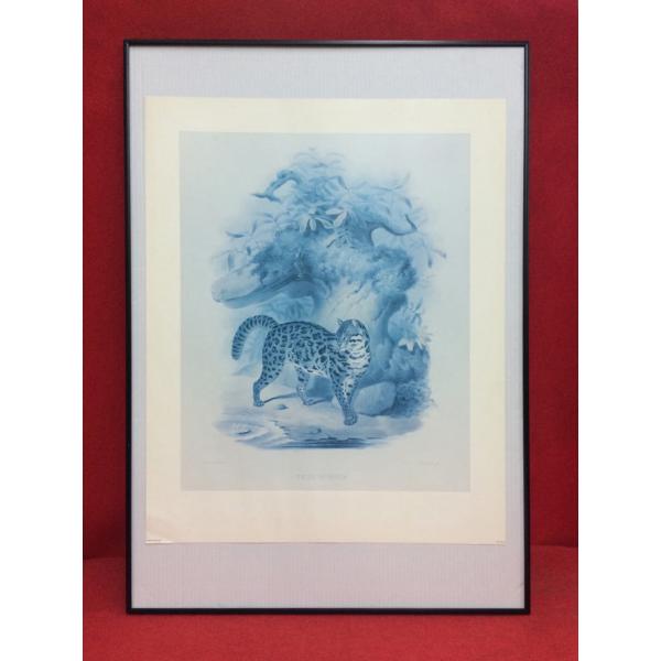 レア！　FELIS SCRIPTA/フェリス・スクリプト＿0376FELIS SCRIPTAJ Wolf &amp; J Smit del et lithM&amp;N hanhart impSpectra Galleriesタイトル ：フ...