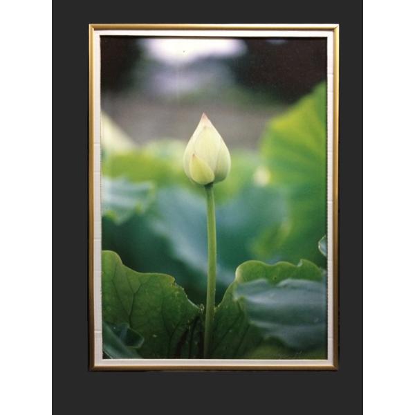 凛  /  睡蓮 　撮影者：村山ヒデカズオリジナルプリントです！パネル貼り額装です。蓮のつぼみの凛とした生命感の表現です！お部屋のアクセントにいかがでしょうか？撮影者：村山ヒデカズ（H.17 9月　銀座（ギャラリー銀座）にて写真展『南房総そ...