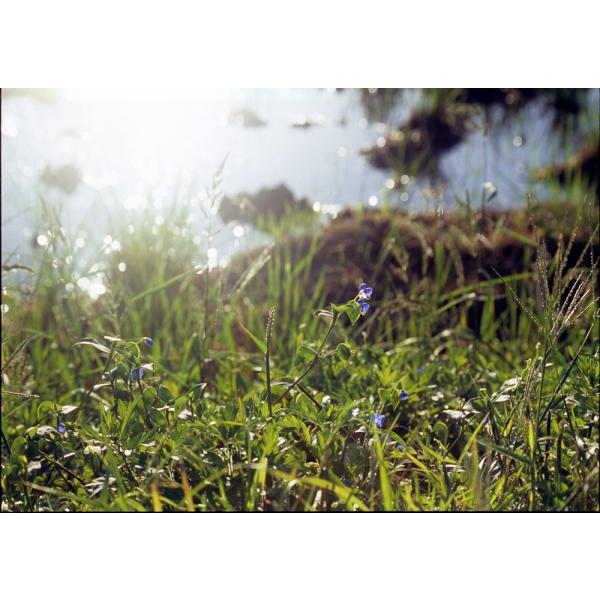 朝の光  Morning light　  /  館山市高井 　撮影者：村山ヒデカズ額：84.5x63cm　画部：57.5x41cmサイズの　朝の草原の写真（オリジナルプリント）です！パネルに貼り額装してあります。朝のきれいな空気の中でみずみ...