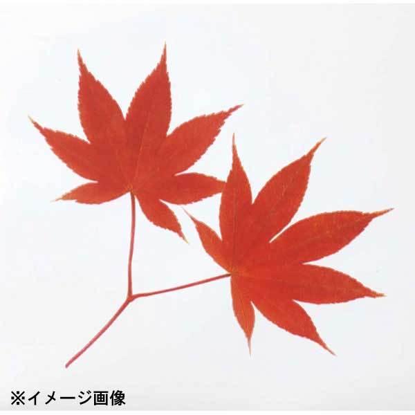 ●型番:ミリオンフィルムシート 紅葉●サイズ(mm):横:85縦:85●重量:0.4g●材質:OPP●バラン印刷されたフィルムシート●食材同士の付着をなくします。