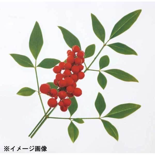 ●型番:ミリオンフィルムシート 南天●サイズ(mm):縦:85縦:85●重量:0.4g●材質:OPP●バラン印刷されたフィルムシート●食材同士の付着をなくします。