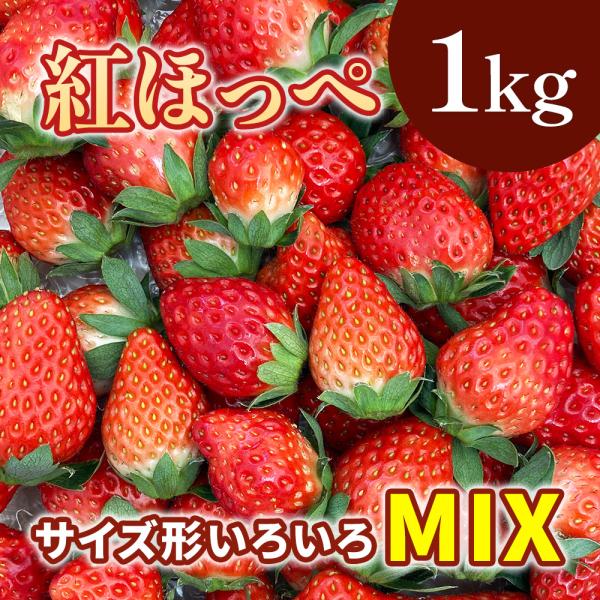 真っ赤できらきらの紅ほっぺを毎朝ひとつひとつ収穫し、選別しております。美味しく安全なイチゴを収穫できるよう毎日手間ひまかけて育てました。サイズは小粒から大粒、形奇形も含むさまざまないちごのバラ詰め商品となります。時期により大きさや形の偏りが...
