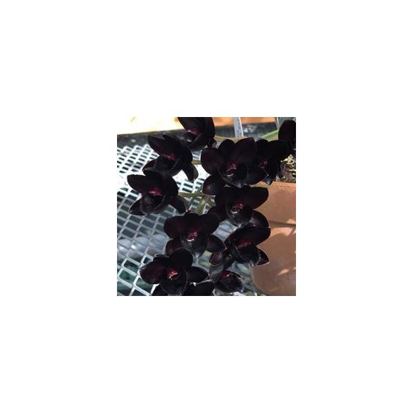 ■置き場所明るい風通しの良いところで管理してください。 春と秋は30％程度、夏場は50％〜60％の遮光をしてください。 冬の最低気温は10℃。 ■水やり生育期は乾かさないように十分にあげて下さい。 バルブの完成後は、水を控え乾き気味にする。...