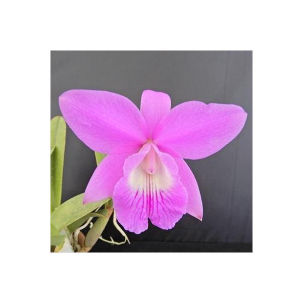 ■置き場所風通しがよく、窓際のレースカーテン越しのような日が当たるところで管理してください 夏の日差しが強い時期は、葉焼けをおこす場合があるので注意しましょう。 寒さには比較的強く、冬でも最低7℃以上あれば育てられます。  ■水やり常に湿っ...