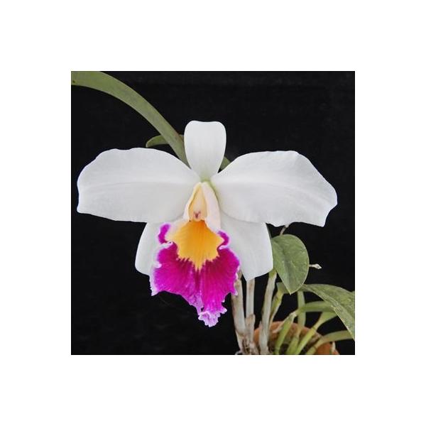 ■置き場所風通しがよく、窓際のレースカーテン越しのような日が当たるところで管理してください 夏の日差しが強い時期は、葉焼けをおこす場合があるので注意しましょう。 寒さには比較的強く、冬でも最低7℃以上あれば育てられます。  ■水やり常に湿っ...