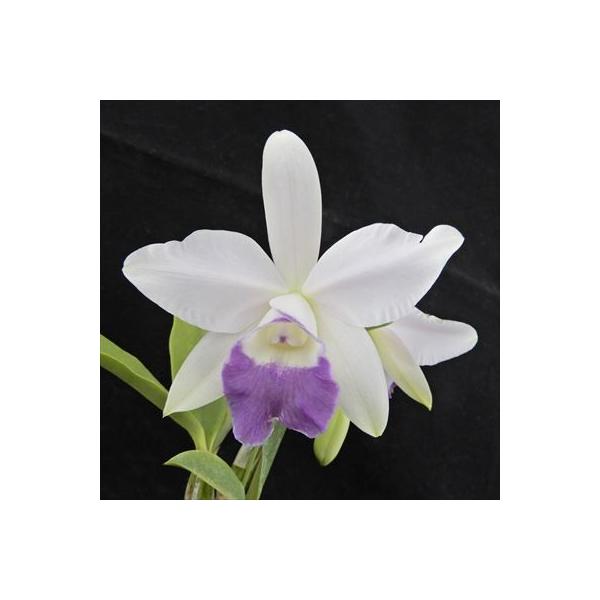 ■置き場所風通しがよく、窓際のレースカーテン越しのような日が当たるところで管理してください 夏の日差しが強い時期は、葉焼けをおこす場合があるので注意しましょう。 寒さには比較的強く、冬でも最低7℃以上あれば育てられます。  ■水やり常に湿っ...