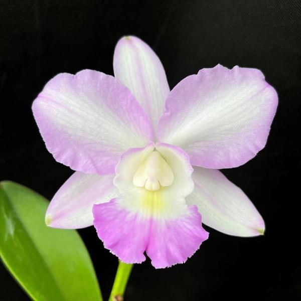 ■置き場所風通しがよく、窓際のレースカーテン越しのような日が当たるところで管理してください 夏の日差しが強い時期は、葉焼けをおこす場合があるので注意しましょう。 寒さには比較的強く、冬でも最低7℃以上あれば育てられます。  ■水やり常に湿っ...