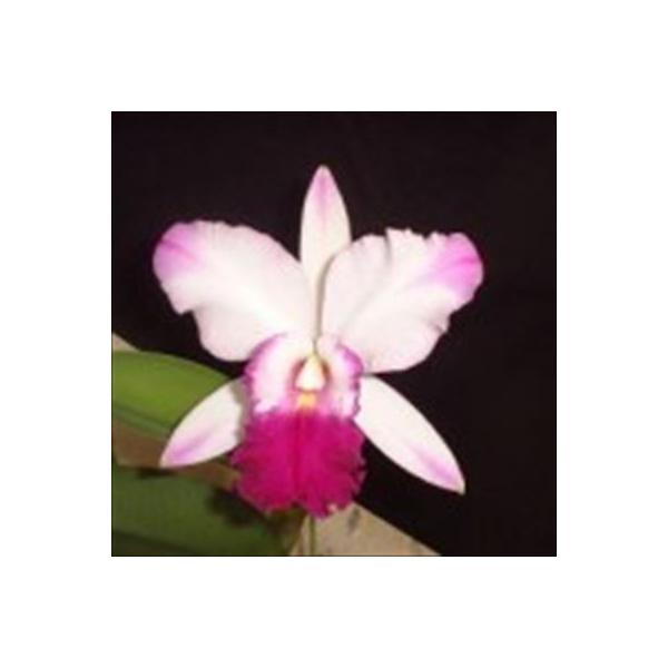 ■特徴Lc.Dorothy Oka ’Yumi’ 香水のような爽やかな香りがします。  ■置き場所風通しがよく、窓際のレースカーテン越しのような日が当たるところで管理してください。 夏の日差しが強い時期は、葉焼けをおこす場合があるので注意し...