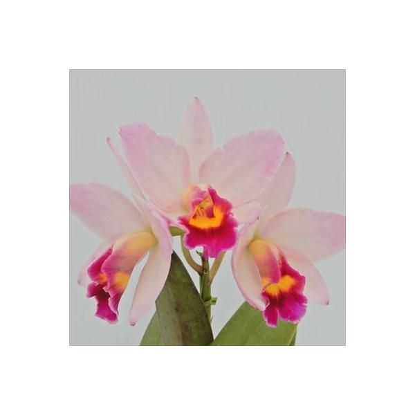 ■特徴Slc.Japanese Buauty ’Sakurahime’  花付きが良い品種です。  ■置き場所風通しがよく、窓際のレースカーテン越しのような日が当たるところで管理してください。 夏の日差しが強い時期は、葉焼けをおこす場合があ...