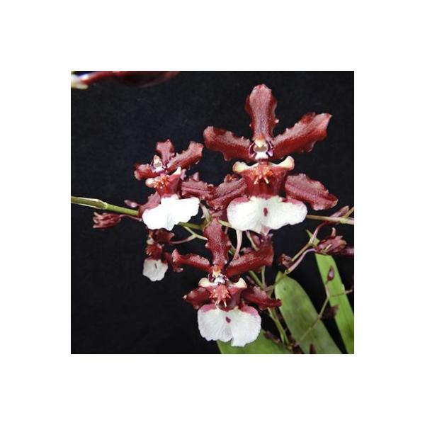 ■特徴Onc. Shalley Baby ’Sweet Fragrace’  チョコレートのような甘い香りがする蘭です。 ■置き場所風通しの良い明るい場所で管理する。 真夏は50％〜60％遮光してください。 冬の最低気温は10℃。 ■水やり...