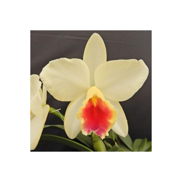 ■置き場所風通しがよく、窓際のレースカーテン越しのような日が当たるところで管理してください。 夏の日差しが強い時期は、葉焼けをおこす場合があるので注意しましょう。 寒さには比較的強く、冬でも最低7℃以上あれば育てられます。  ■水やり常に湿...