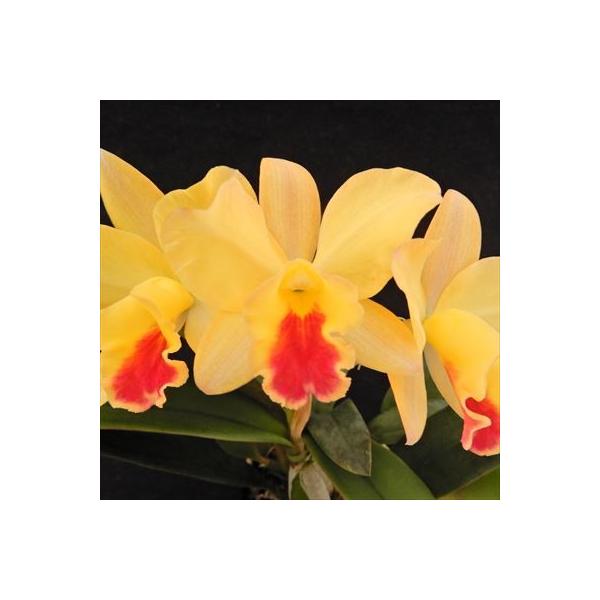 ■置き場所風通しがよく、窓際のレースカーテン越しのような日が当たるところで管理してください。 夏の日差しが強い時期は、葉焼けをおこす場合があるので注意しましょう。 寒さには比較的強く、冬でも最低7℃以上あれば育てられます。  ■水やり常に湿...