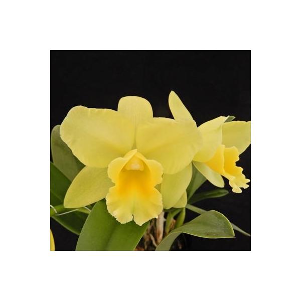 ■置き場所風通しがよく、窓際のレースカーテン越しのような日が当たるところで管理してください。 夏の日差しが強い時期は、葉焼けをおこす場合があるので注意しましょう。 寒さには比較的強く、冬でも最低7℃以上あれば育てられます。  ■水やり常に湿...