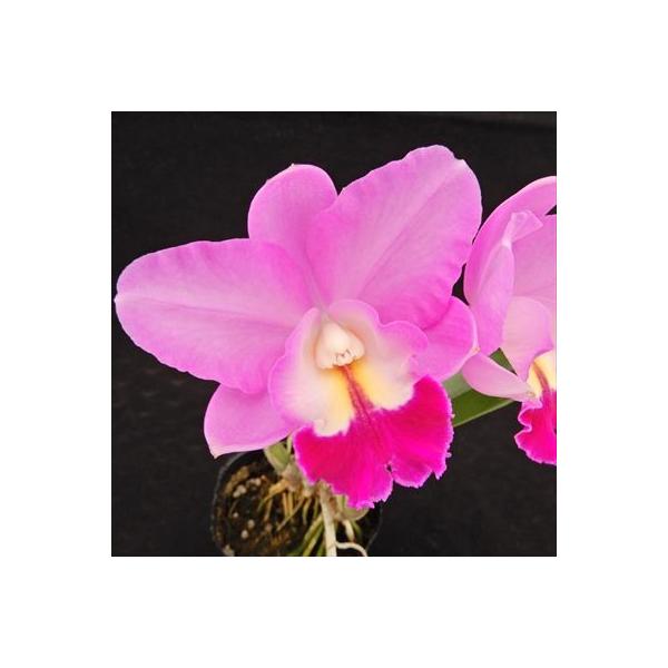 ■置き場所風通しがよく、窓際のレースカーテン越しのような日が当たるところで管理してください。 夏の日差しが強い時期は、葉焼けをおこす場合があるので注意しましょう。 寒さには比較的強く、冬でも最低7℃以上あれば育てられます。  ■水やり常に湿...