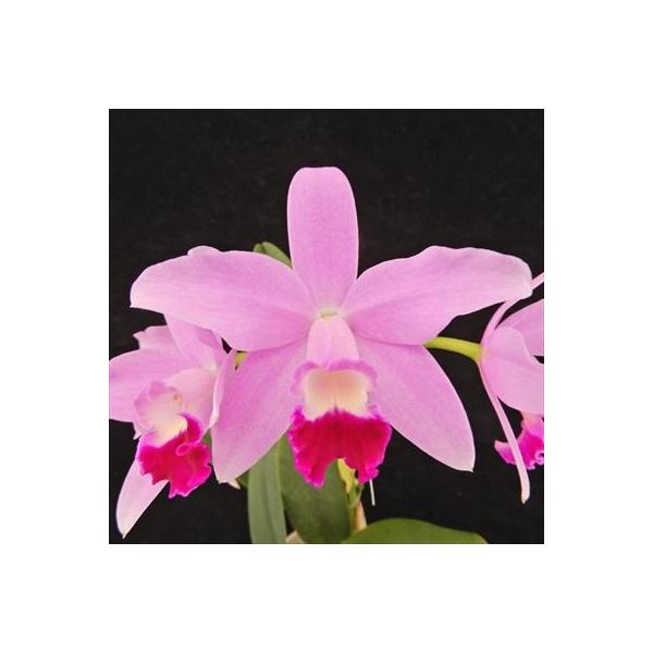 ■置き場所風通しがよく、窓際のレースカーテン越しのような日が当たるところで管理してください。 夏の日差しが強い時期は、葉焼けをおこす場合があるので注意しましょう。 寒さには比較的強く、冬でも最低7℃以上あれば育てられます。  ■水やり常に湿...