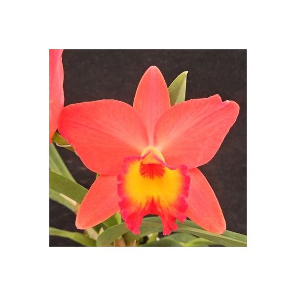 ■置き場所風通しがよく、窓際のレースカーテン越しのような日が当たるところで管理してください。 夏の日差しが強い時期は、葉焼けをおこす場合があるので注意しましょう。 寒さには比較的強く、冬でも最低7℃以上あれば育てられます。  ■水やり常に湿...