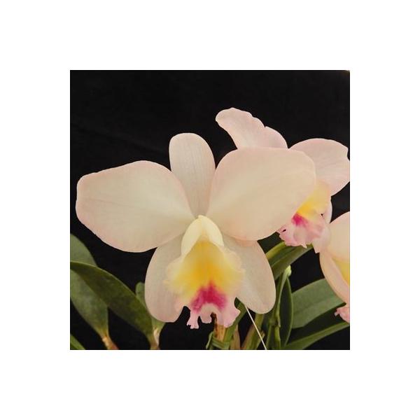 ■置き場所風通しがよく、窓際のレースカーテン越しのような日が当たるところで管理してください。 夏の日差しが強い時期は、葉焼けをおこす場合があるので注意しましょう。 寒さには比較的強く、冬でも最低7℃以上あれば育てられます。  ■水やり常に湿...