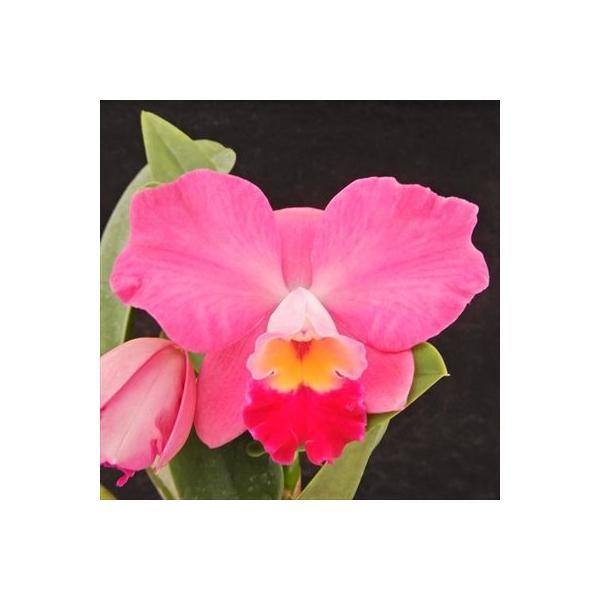 ■置き場所風通しがよく、窓際のレースカーテン越しのような日が当たるところで管理してください。 夏の日差しが強い時期は、葉焼けをおこす場合があるので注意しましょう。 寒さには比較的強く、冬でも最低7℃以上あれば育てられます。  ■水やり常に湿...