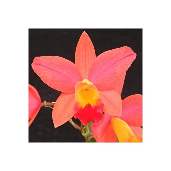 ■置き場所風通しがよく、窓際のレースカーテン越しのような日が当たるところで管理してください。 夏の日差しが強い時期は、葉焼けをおこす場合があるので注意しましょう。 寒さには比較的強く、冬でも最低7℃以上あれば育てられます。  ■水やり常に湿...